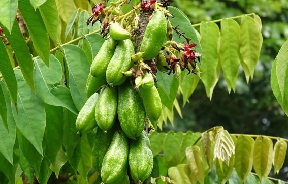 Manfaat Daun Belimbing Wuluh Ternyata Sangat Mengejutkan - GenPI.co